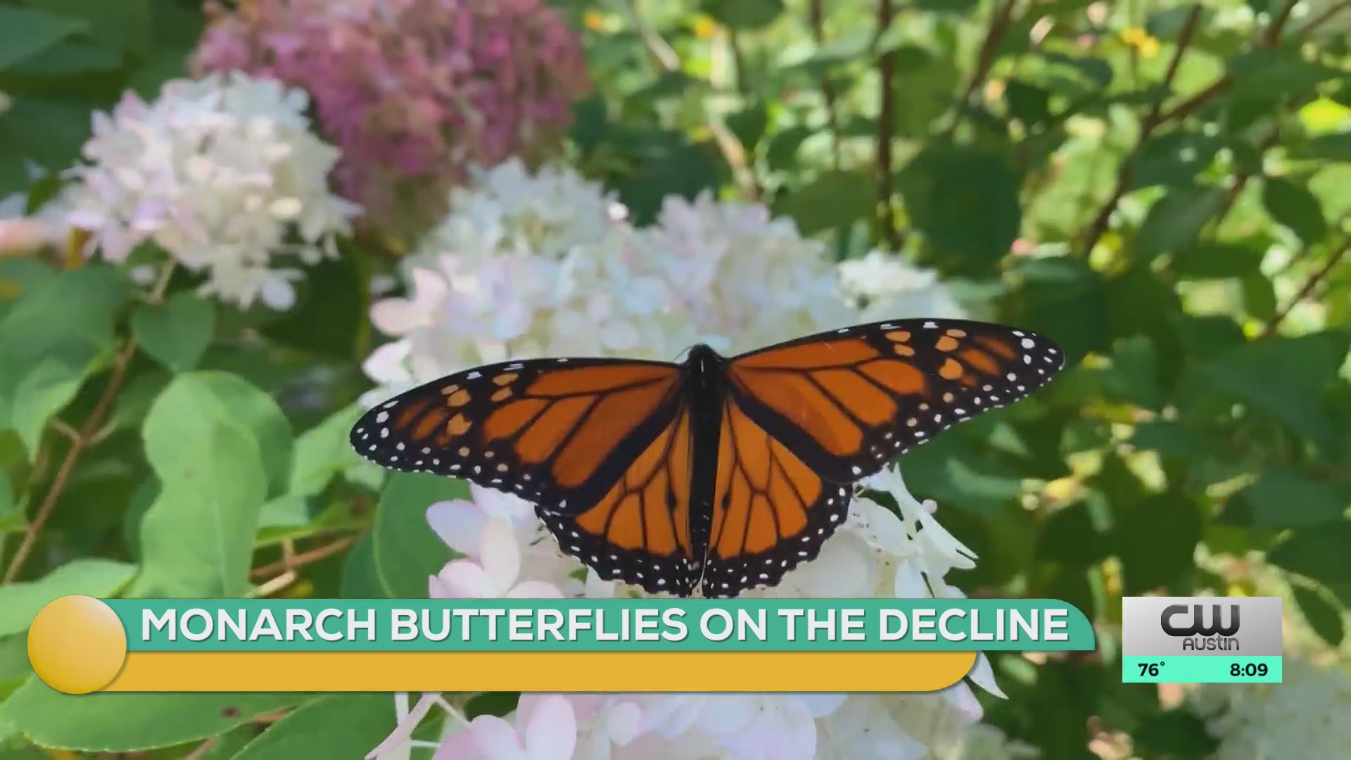 A Q and A about Monarch butterflies – KXAN Austin