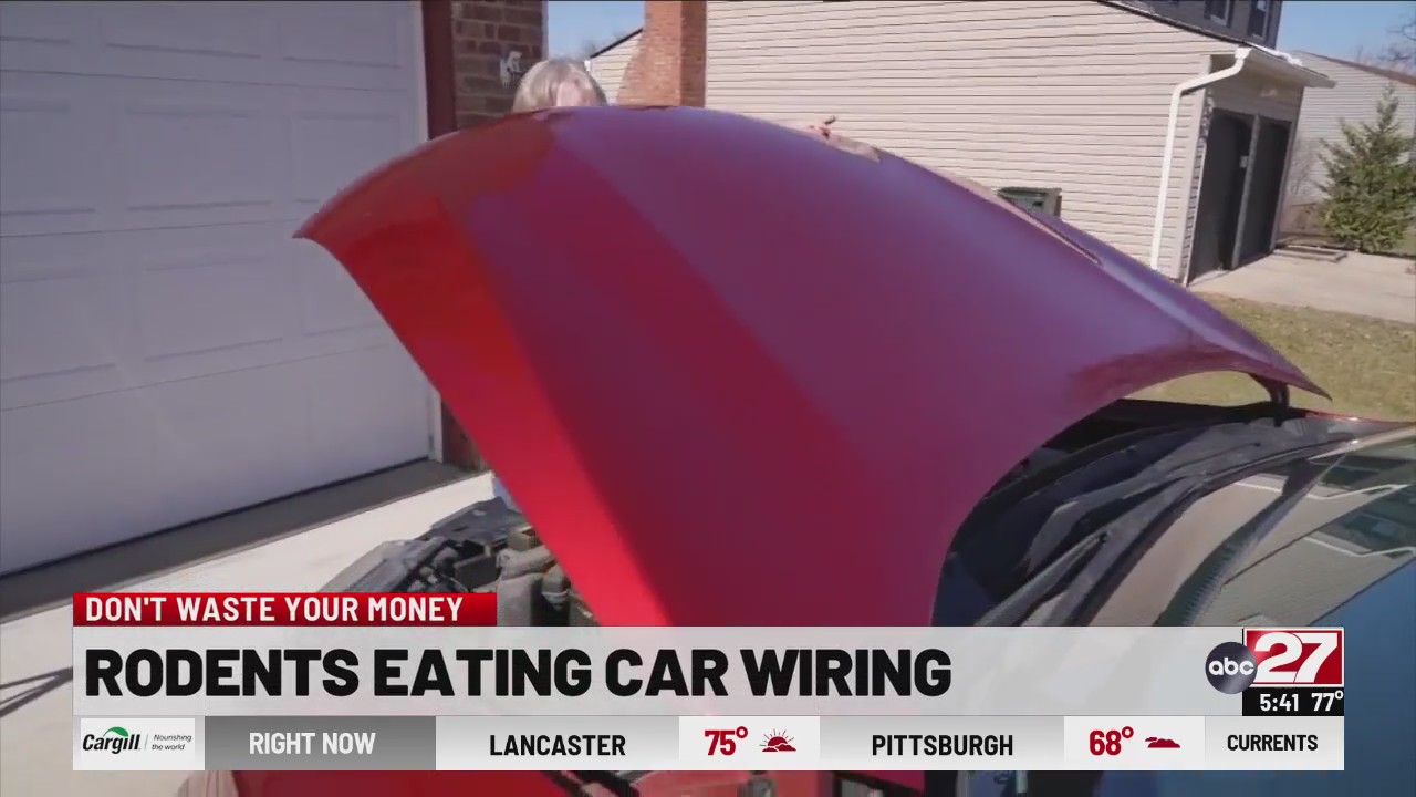 Don’t Waste Your Money: Rodents Eating Car Wiring – ABC27