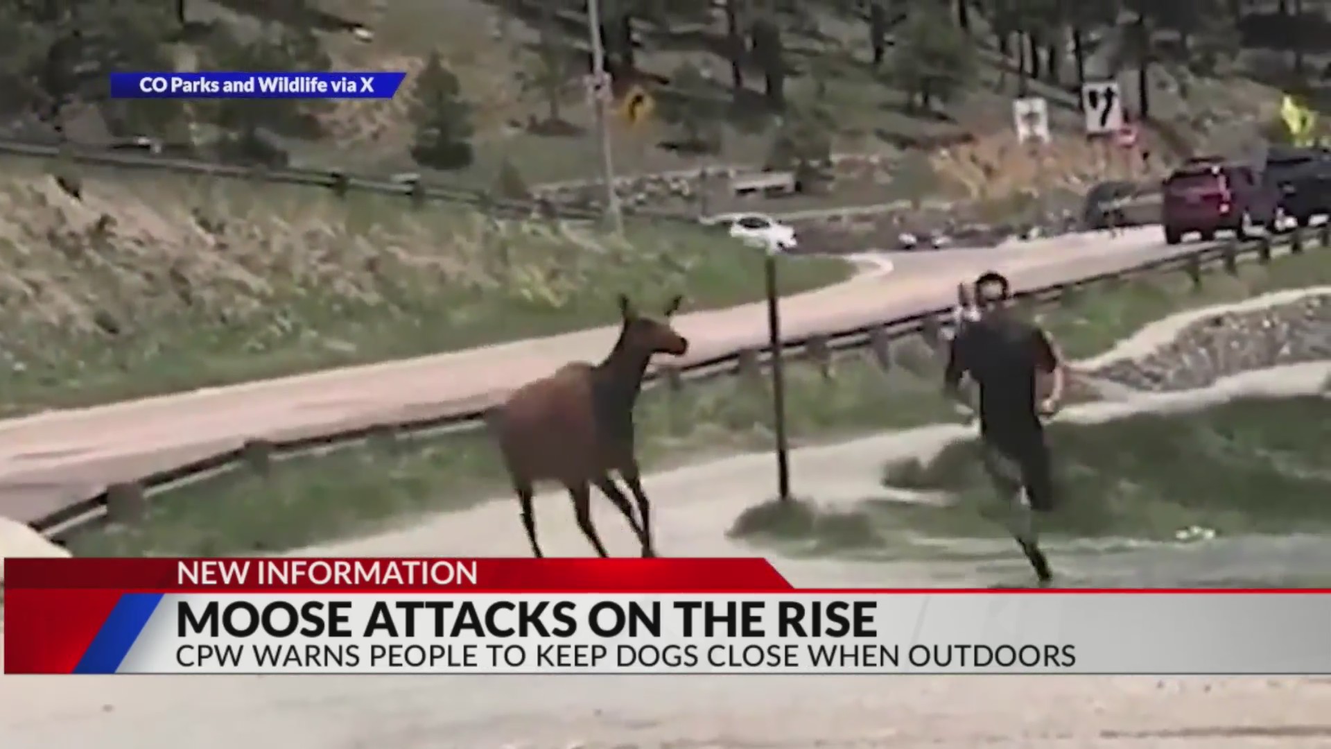 CPW warns of cow moose aggression toward dogs after 3 reported attacks ...