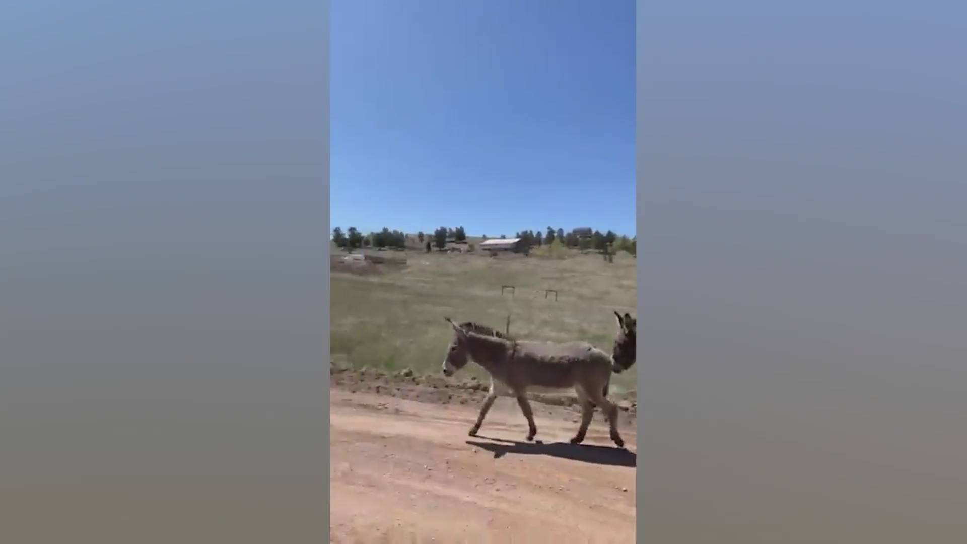Cripple Creek prepares for Donkey Days – FOX31 Denver