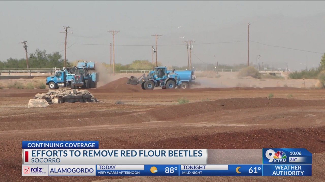 Red flour beetle infestation may be nearing end – KTSM 9 News