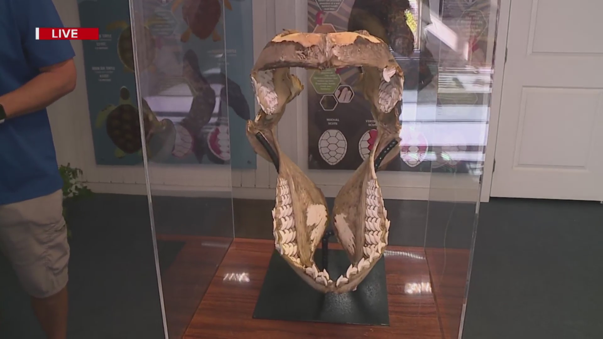 Sea for yourself: Experience ‘Shark Week’ in real life – KHON2