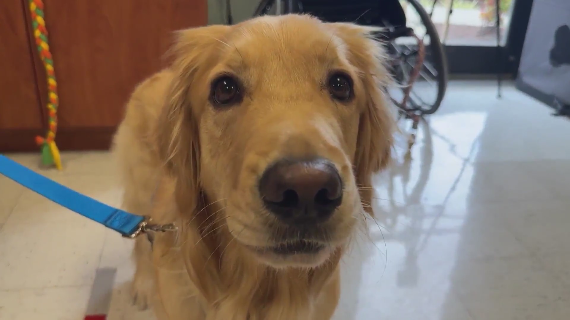 ECU Health’s furry new employee is putting smiles on patient’s faces – WNCT