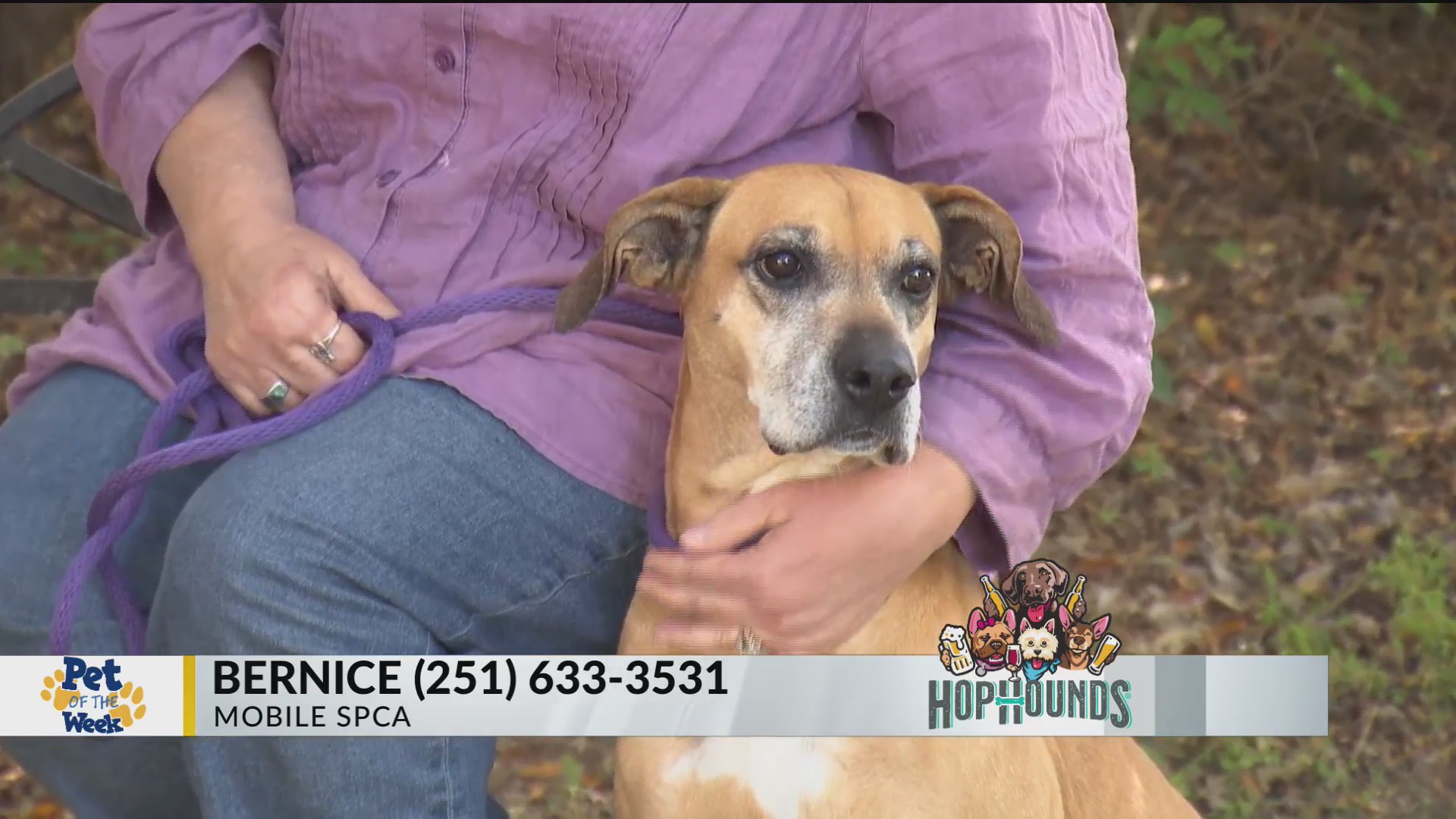 Pet of the Week: Sweet Bernice, a house-trained lab/hound mix – WKRG News 5