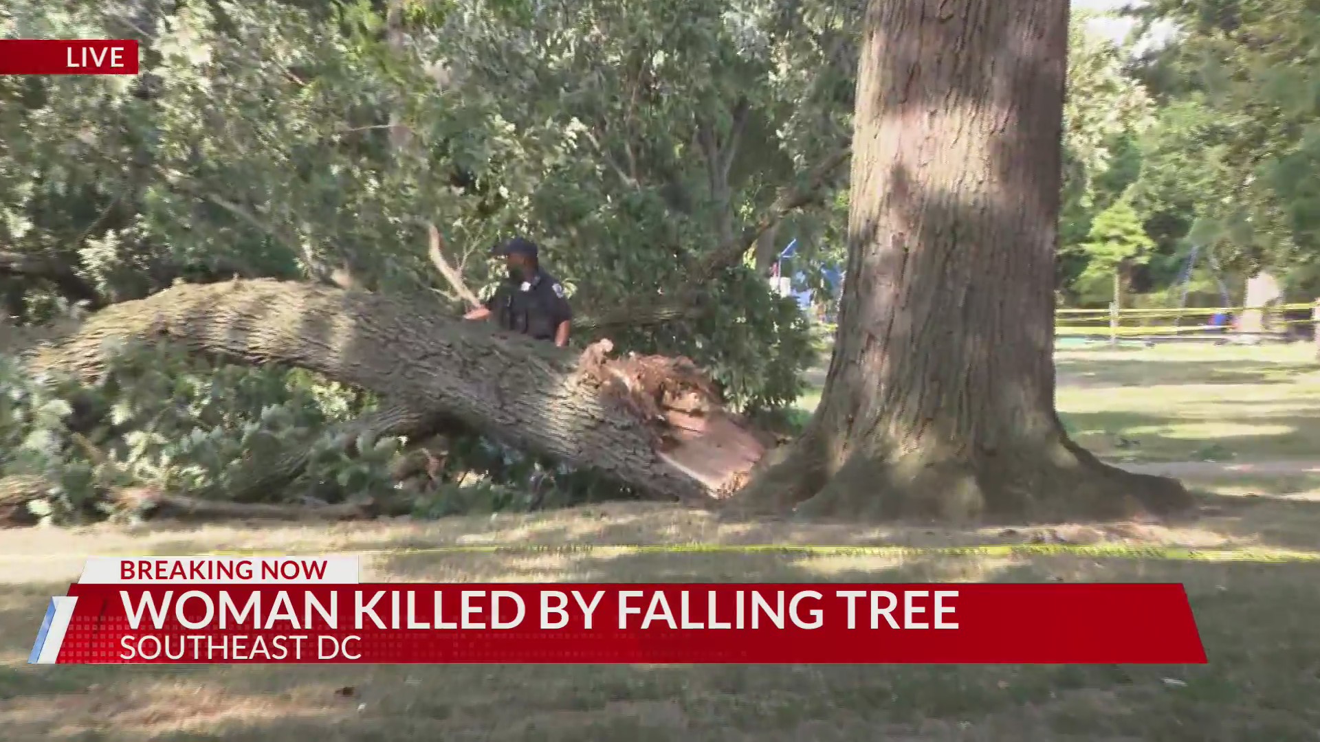 Witness explains moments before tree fell on woman, killing her at ...