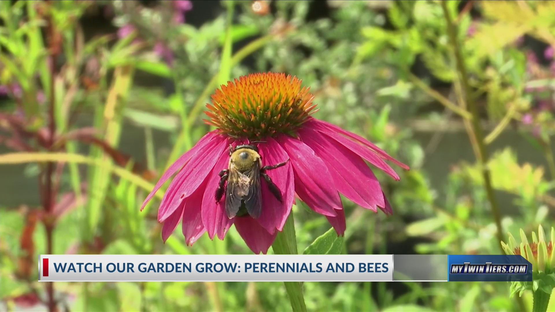 Watch Our Garden Grow: Perennials and Bees – WETM – MyTwinTiers.com