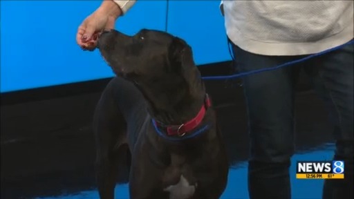 KCAS Pets of the Week: Trudee and Timmy – WOODTV.com