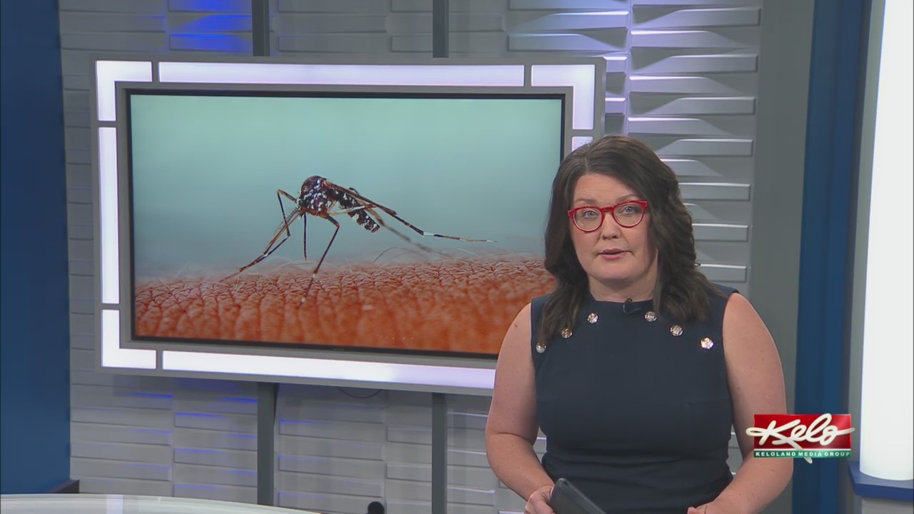 Mosquito outbreak: What to know – KELOLAND.com