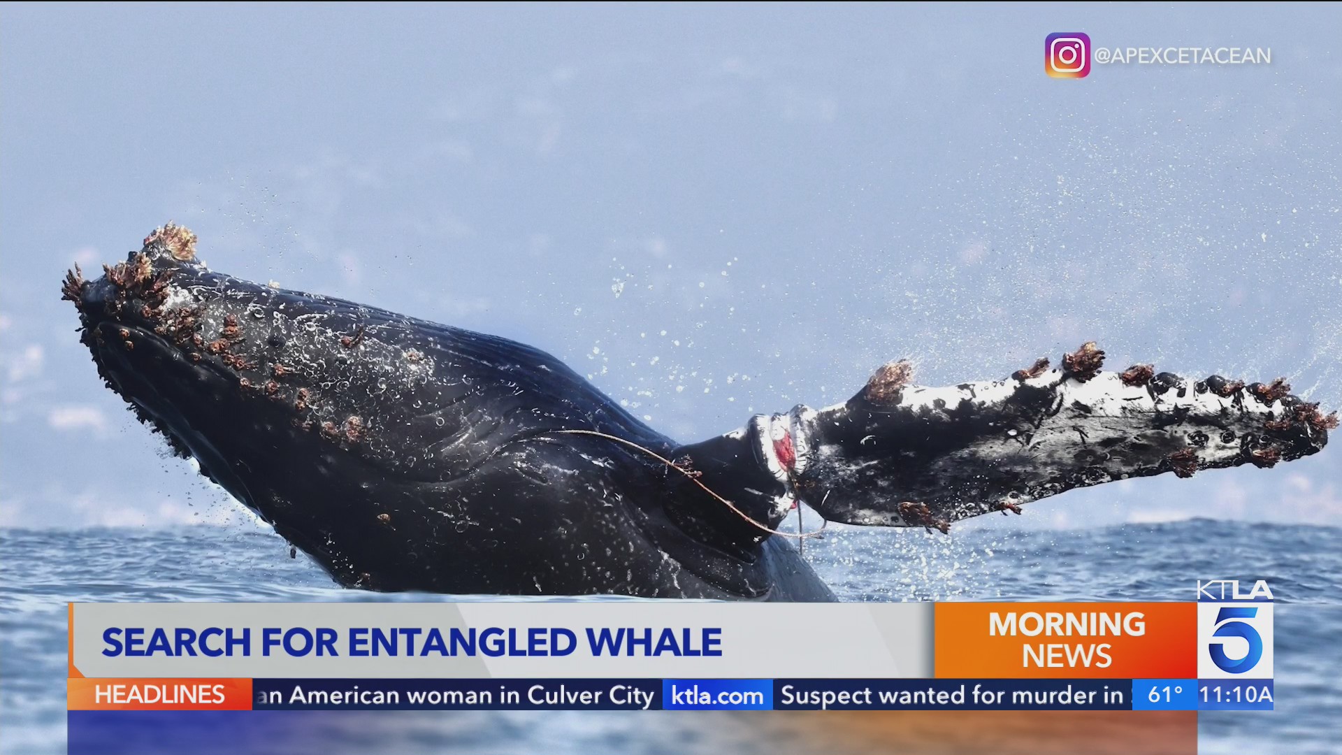 Rescuers search for entangled whale off Orange County coast – KTLA