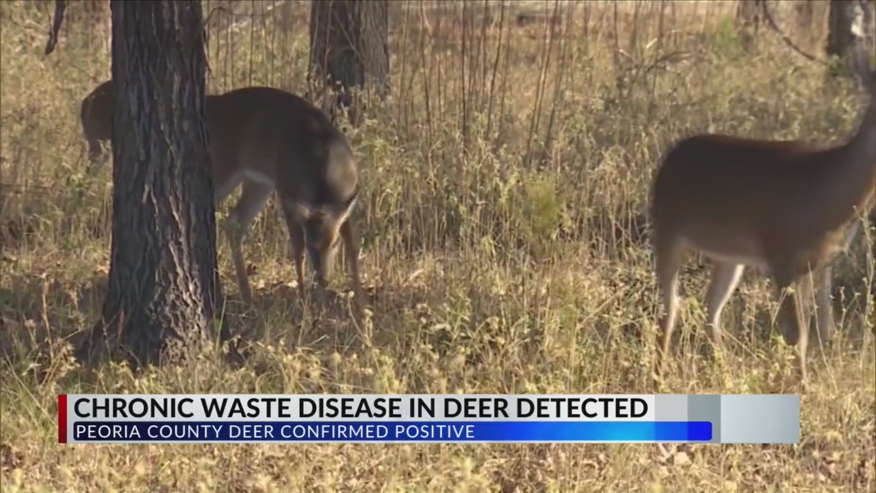 Chronic wasting disease detected in deers in Central Illinois Counties ...