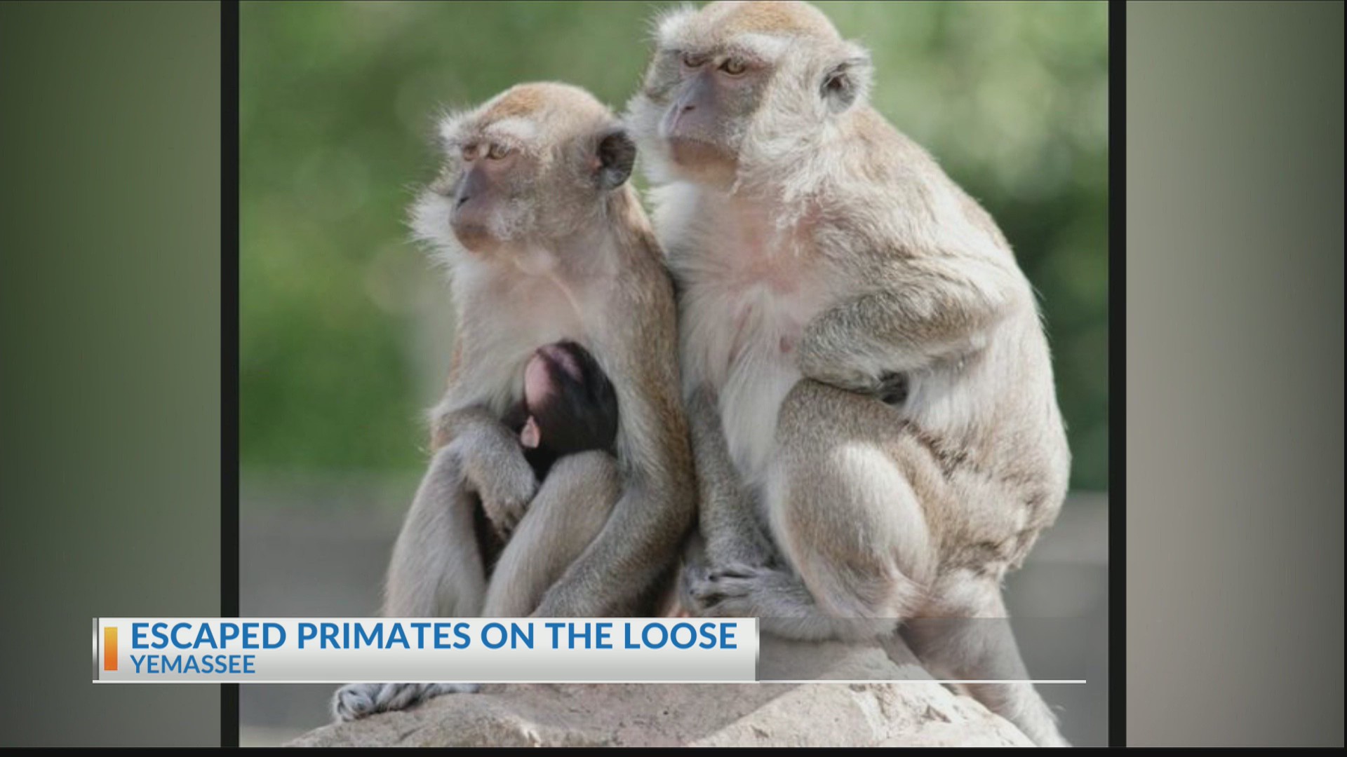40 primates on the loose in Yemassee, law enforcement officials say ...