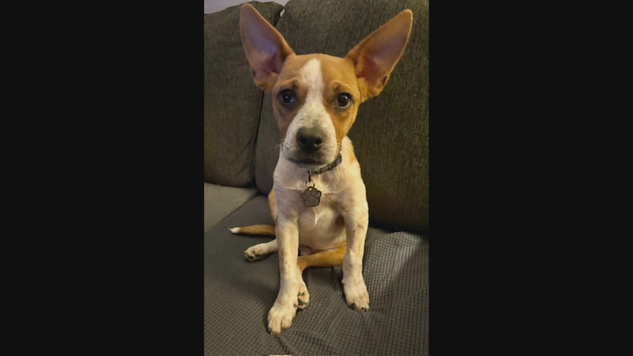 7-month-old Hercules is a ‘cuddler’ and needs a forever home – News 4 ...