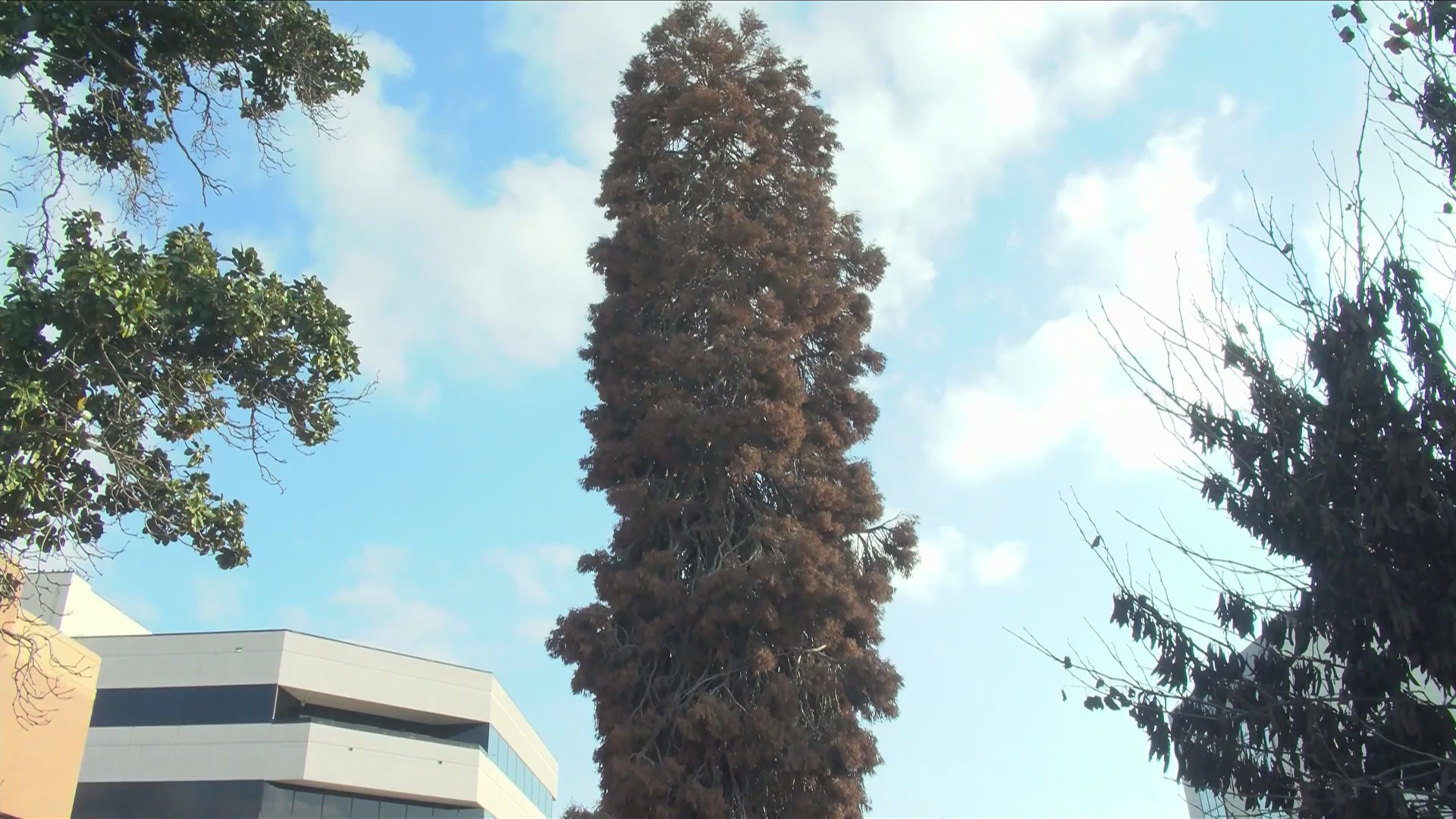 Visalia memorializes 92 year old legacy tree – CBS47 and KSEE24 | News ...