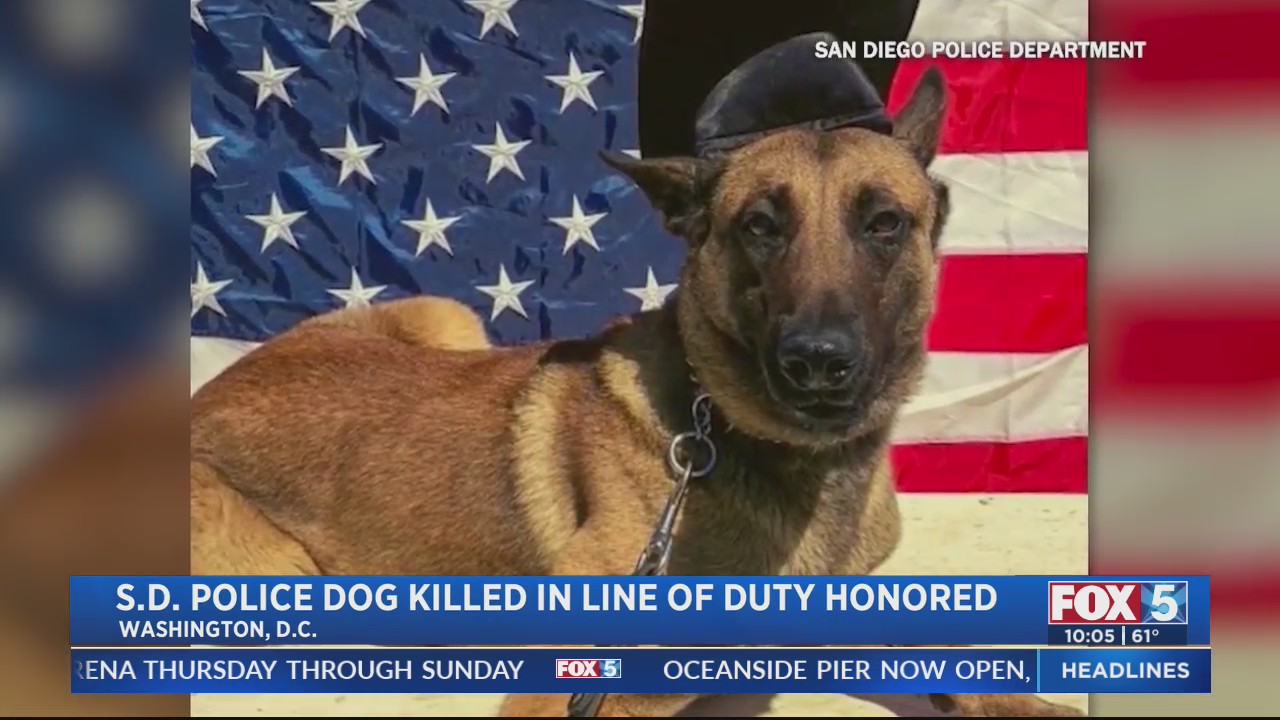 Slain SDPD K-9, Sir, honored at National Police K-9 Memorial Service ...