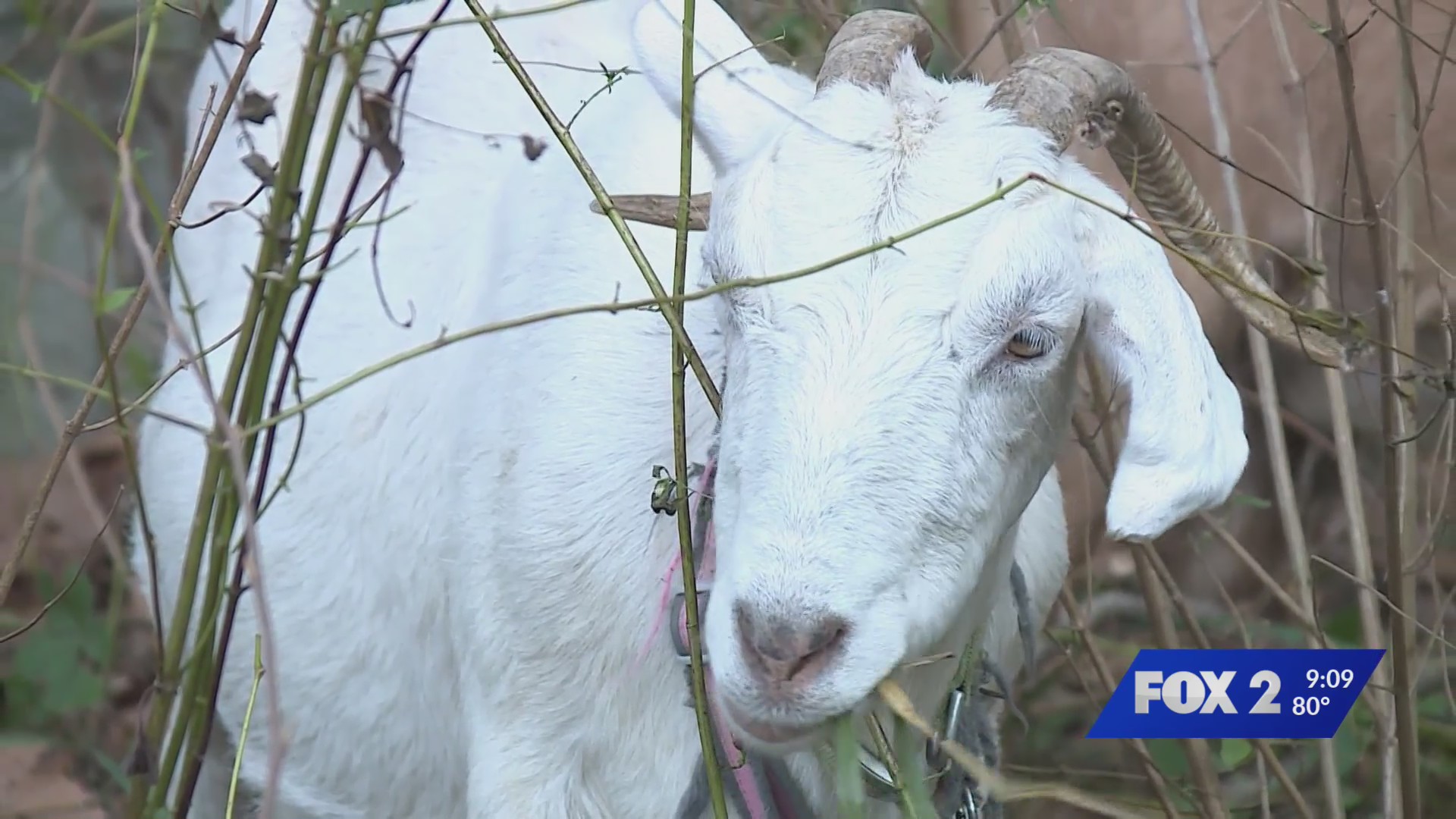 Goats clean up Carondelet Park one bite at a time – FOX 2