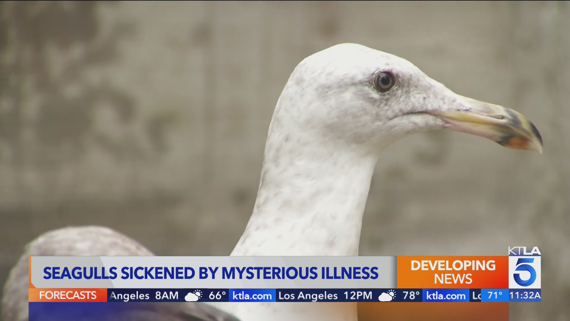 Southern California rescue agency overwhelmed by ‘unusual surge’ of ...