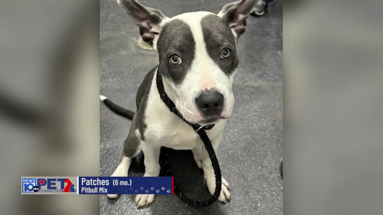 Patches – NEWS10 ABC