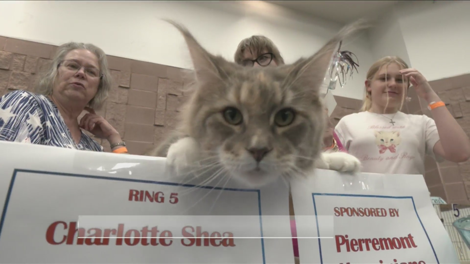 International Cat show has Abilene “Feline” fine! – KTAB ...