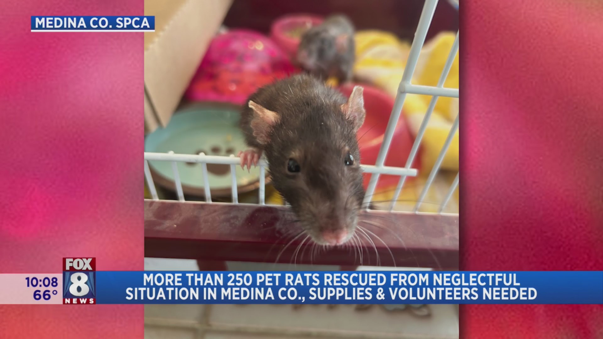 255 local rats need your help after being rescued – Fox 8 Cleveland WJW