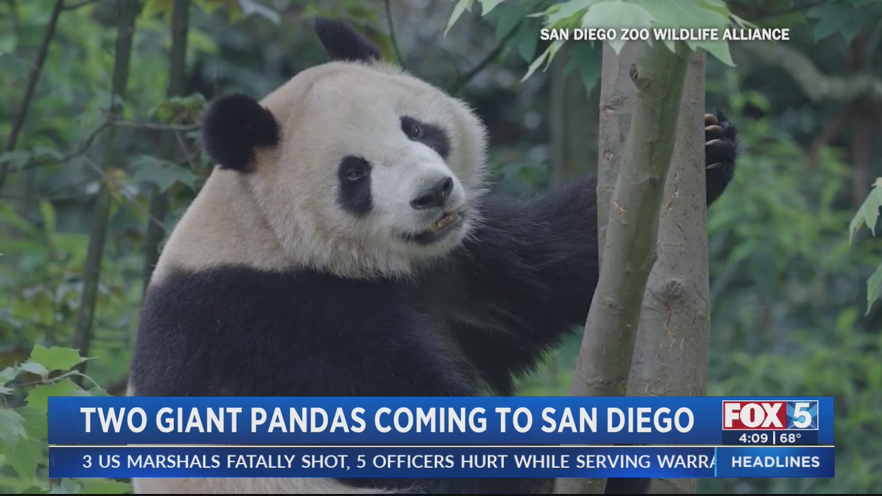 Two pandas Yun Chuan and Xin Bao are coming to the San Diego Zoo – FOX 5 San Diego & KUSI News