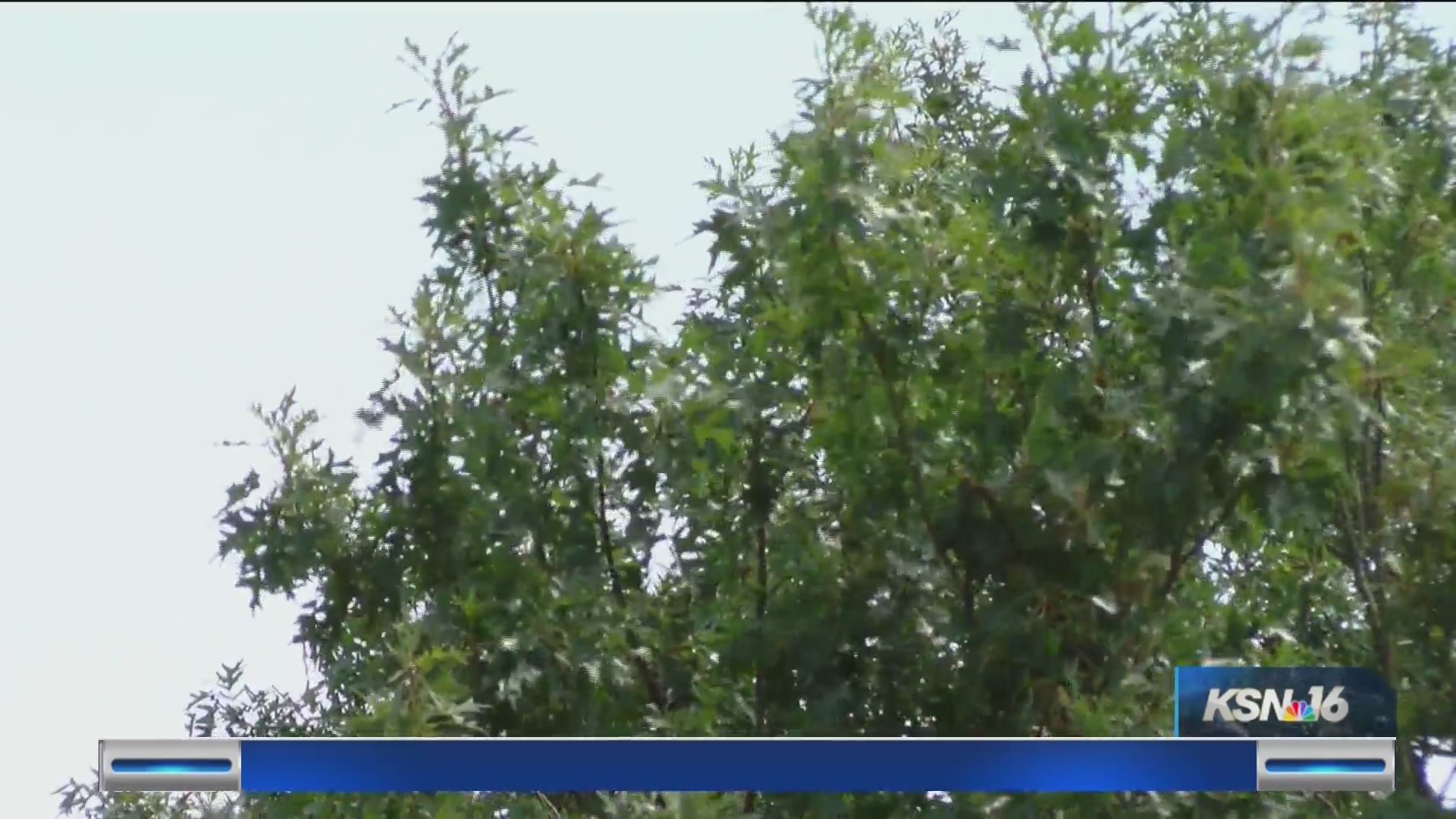Free testing for oak tree diseases – KSNF/KODE | FourStatesHomepage.com