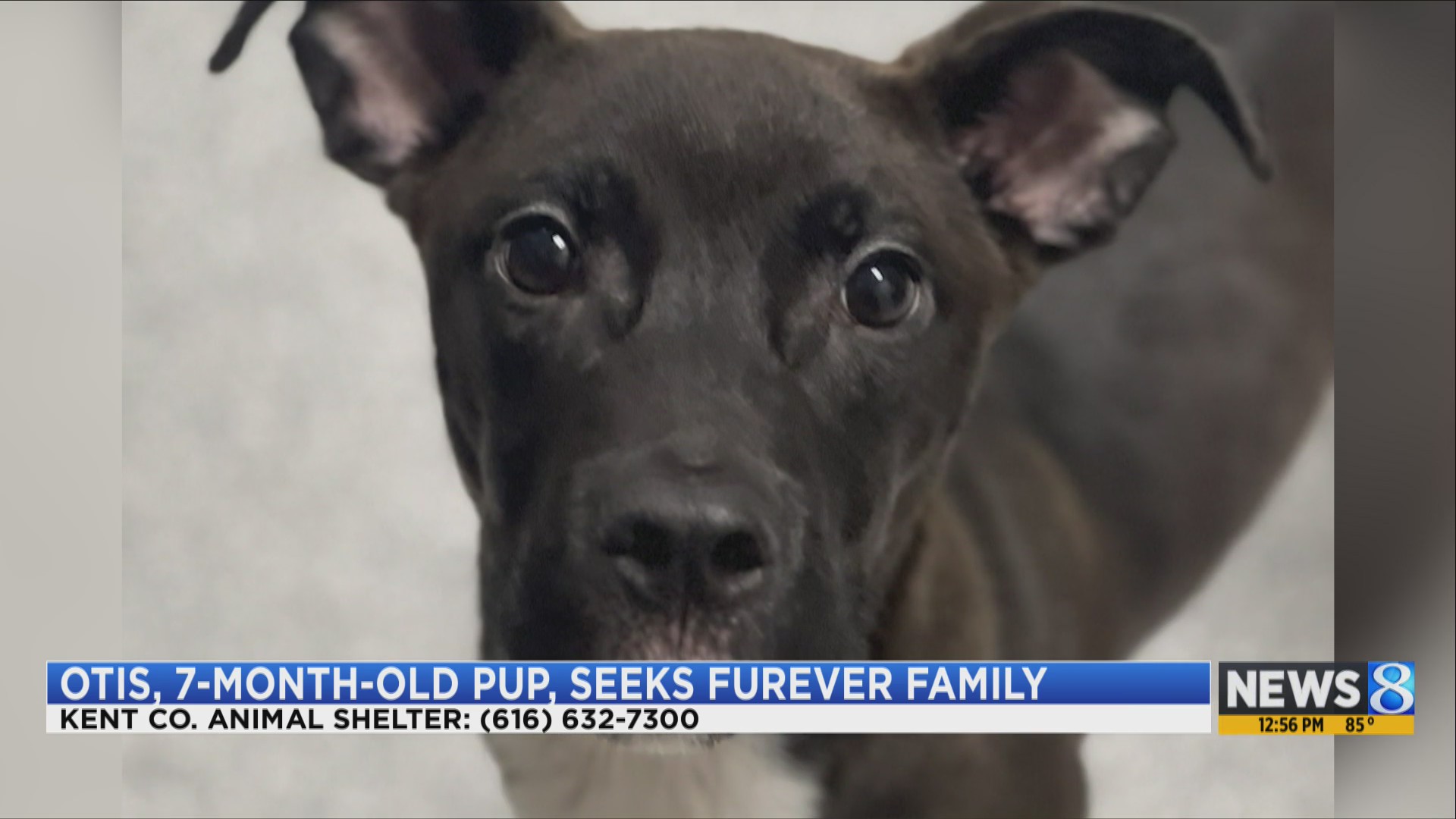 KCAS Pet of the Week: Otis – WOODTV.com