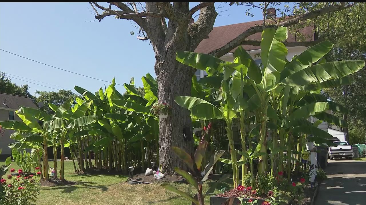 More than 300 banana plants flourishing in Youngstown – WKBN.com