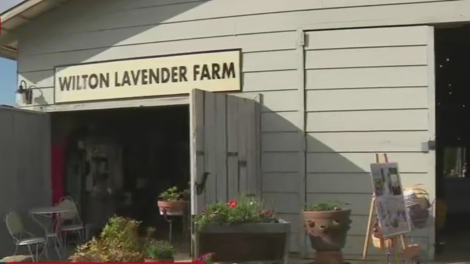 Gary on the Go – Wilton Family Lavender Farm – FOX40 News