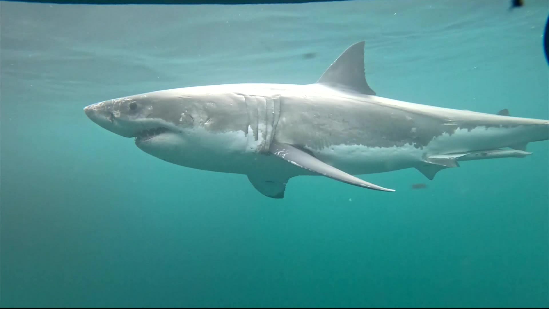 Shark Week with Liv Dixon – KOLR – OzarksFirst.com