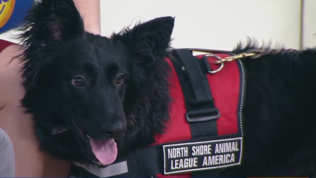 Tail wagging Tuesday: Meet Bolt the pup – PIX11