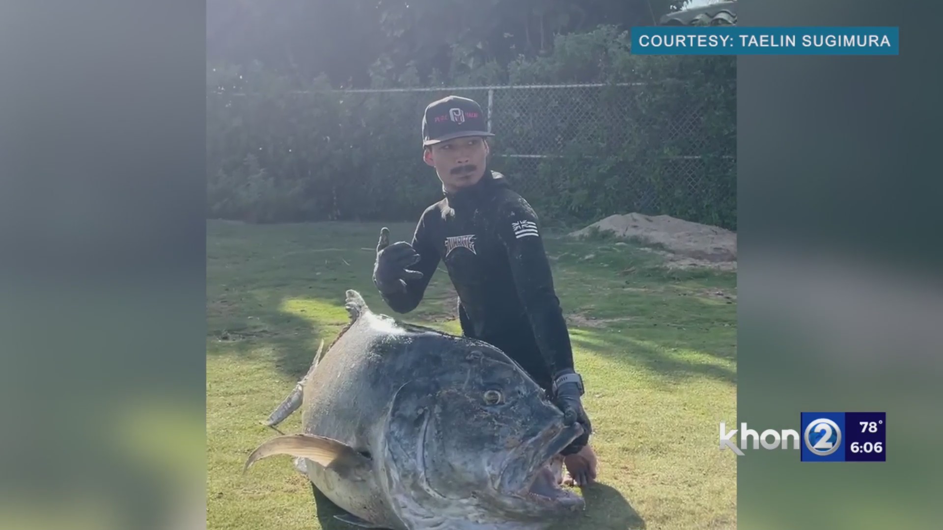 Kauai spearfisher lands 130-plus pound fish, almost dragged to the ...