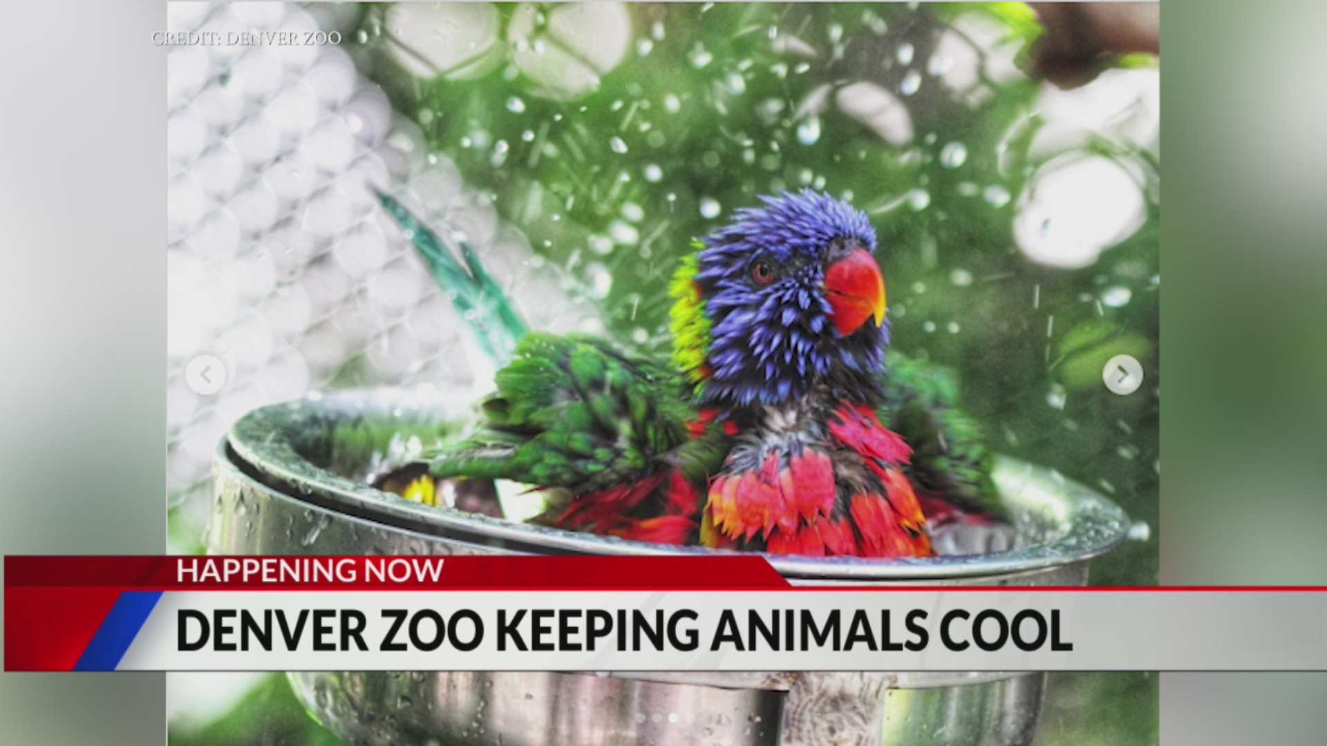 How the Denver Zoo keeps animals cool during heat wave – FOX31 Denver