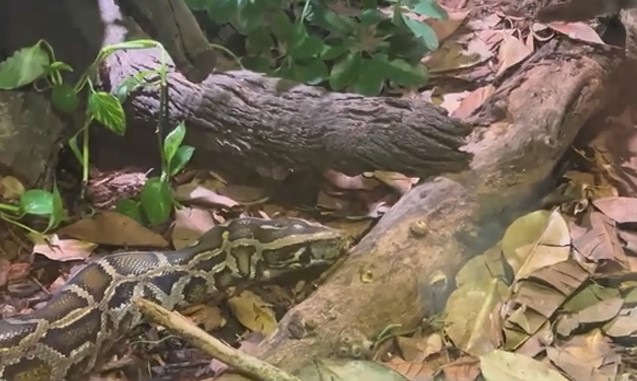 Team Holds 18-Foot Python for Zoo Health Check – WNCT
