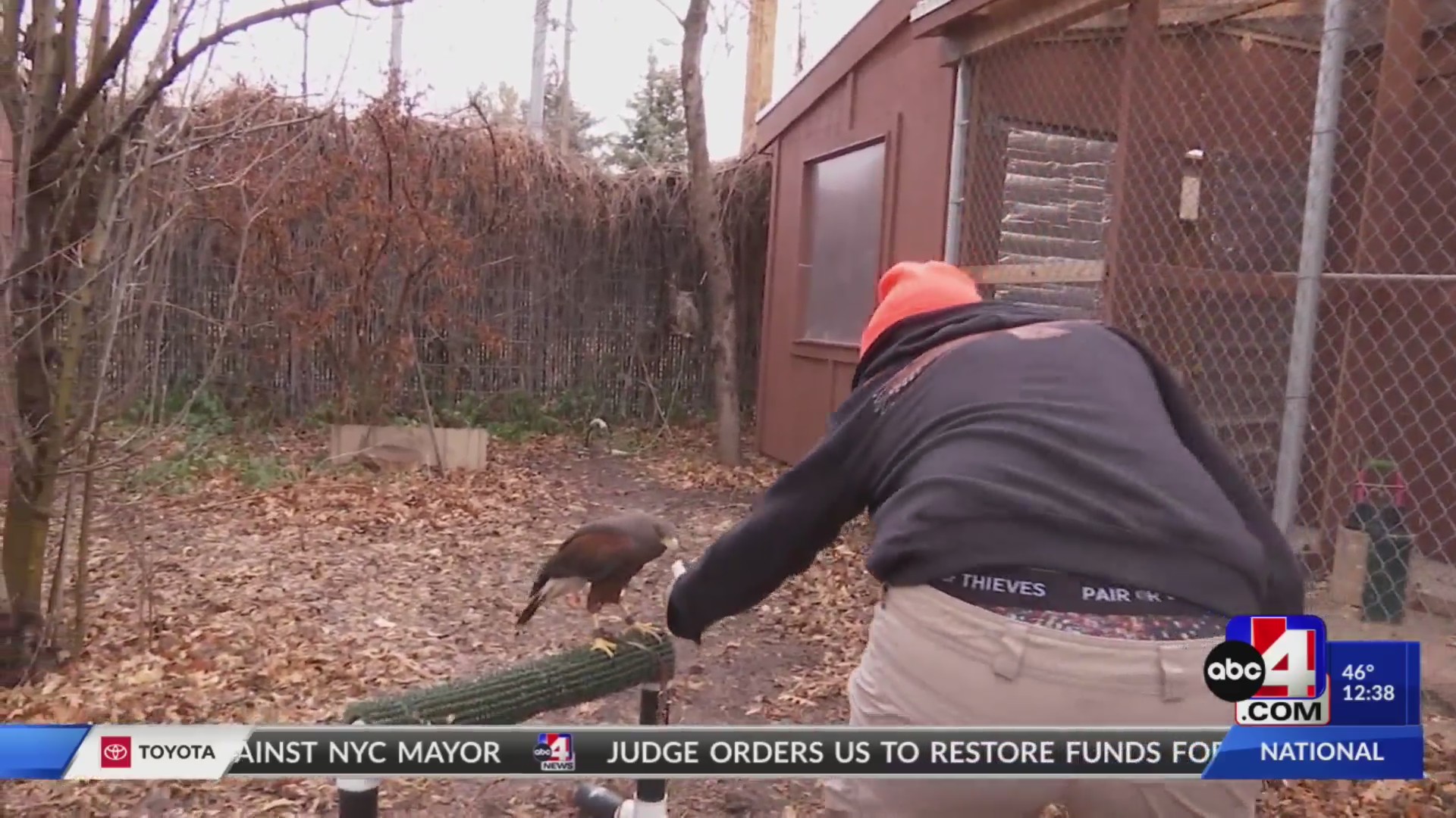 Scorned love? Name a sweet treat for a hawk after an ex – ABC4 Utah