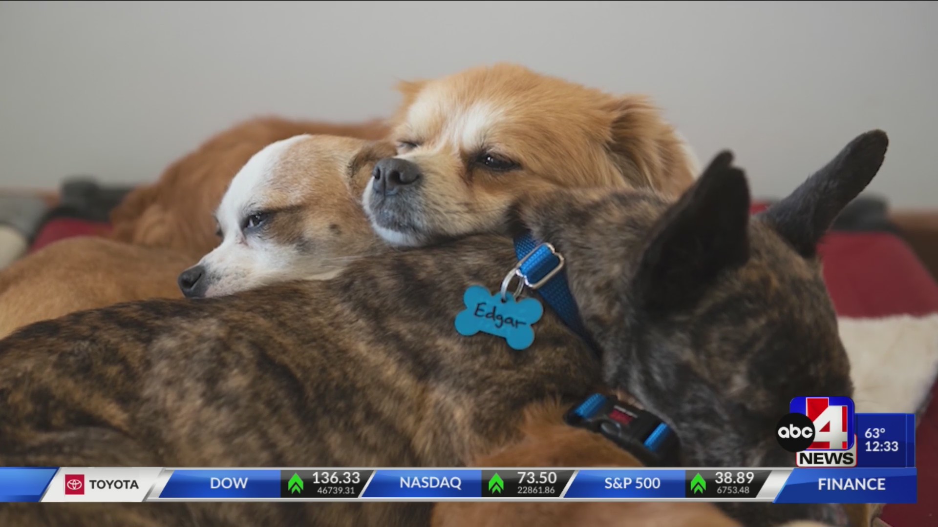 The Humane Society of Utah urgently looking for short-term foster homes ...