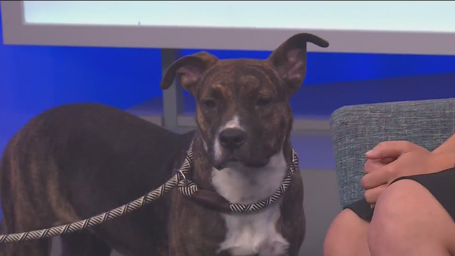 KLBK’s Pet of the Day is Chalupa! (4/21/25) – KLBK | KAMC ...