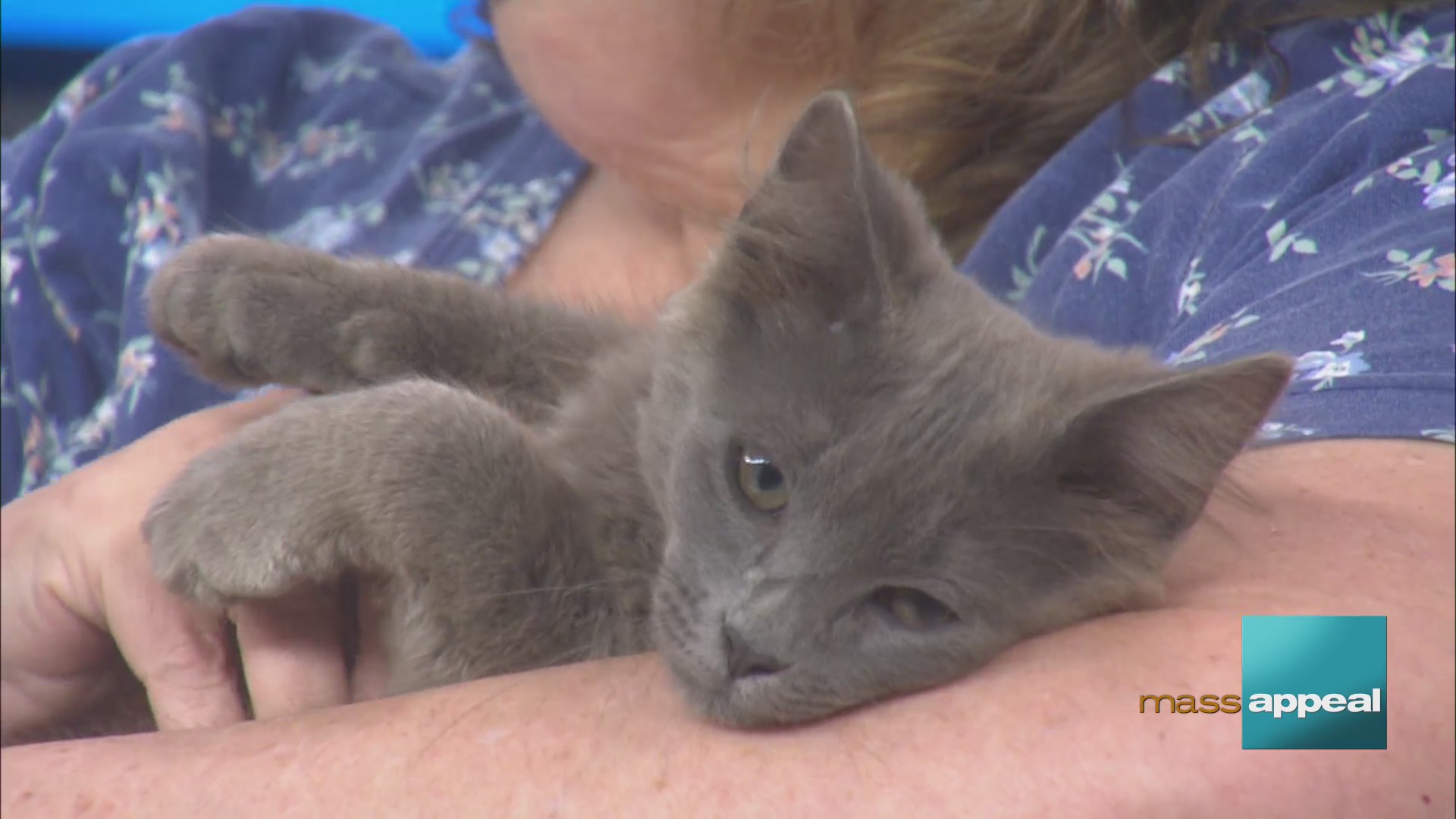 Mass Appeal Pet of the Week: Meet Hazel! – WWLP