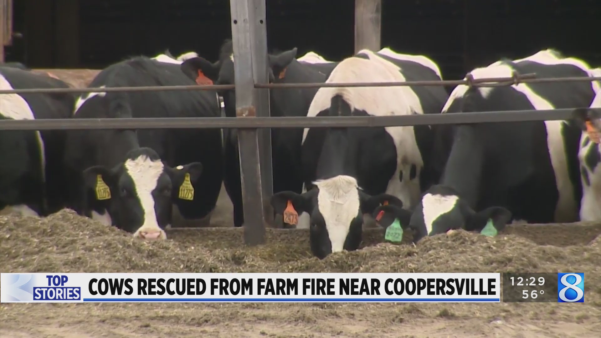 Deputies: Cows rescued from dairy farm near Coopersville – WOODTV.com
