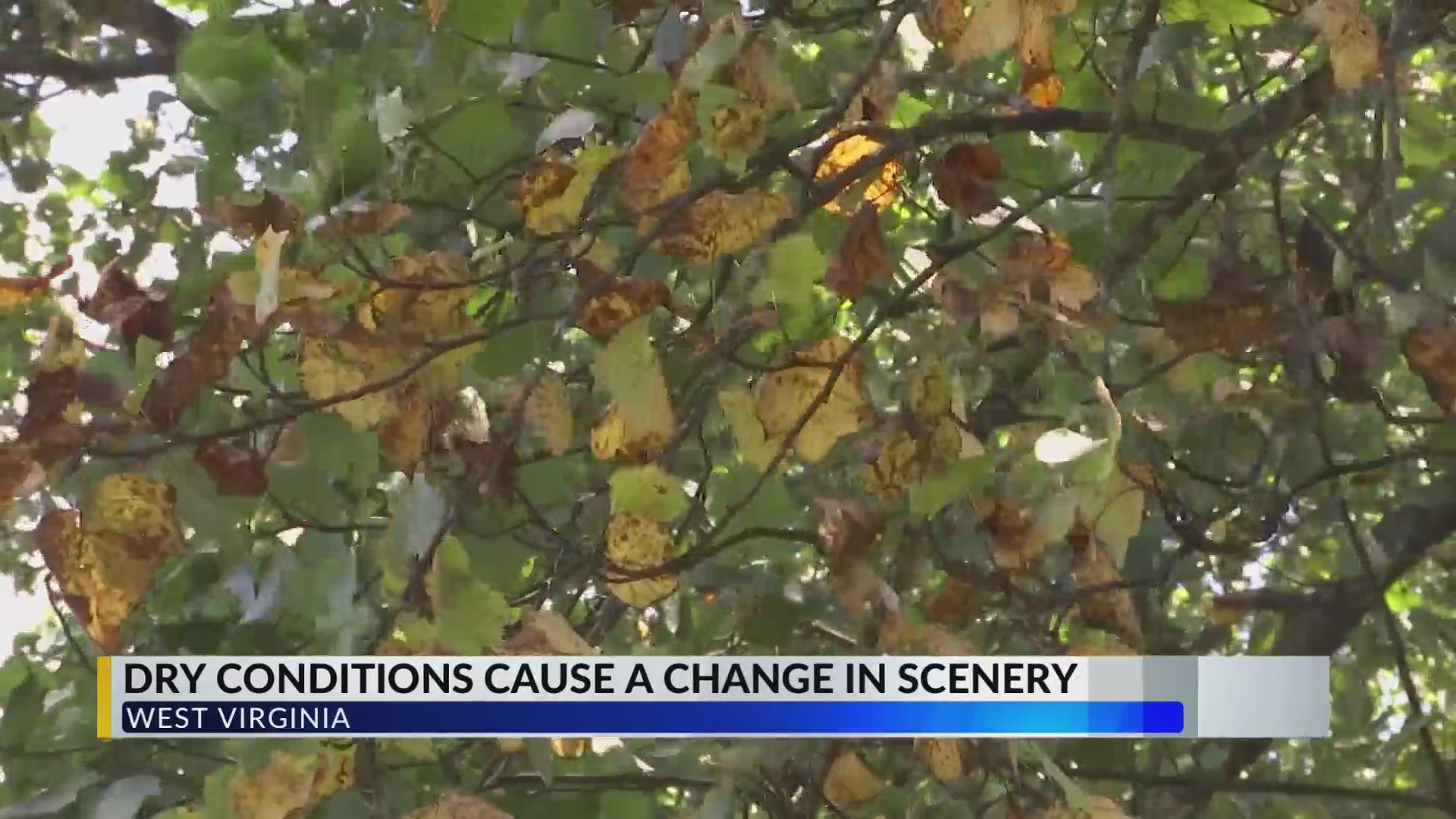 Drought conditions across West Virginia impacting fall foliage – WOWK ...