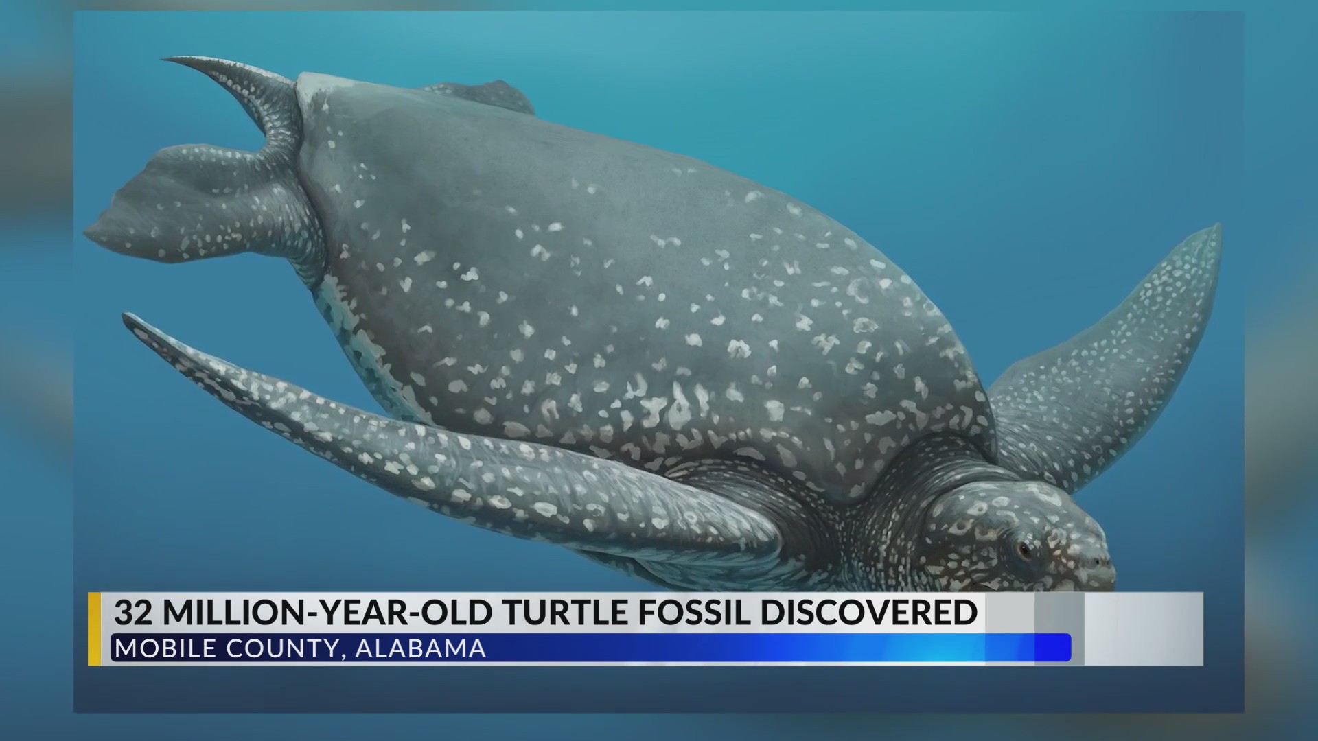 32-million-year-old sea turtle fossil discovered in south Alabama ...
