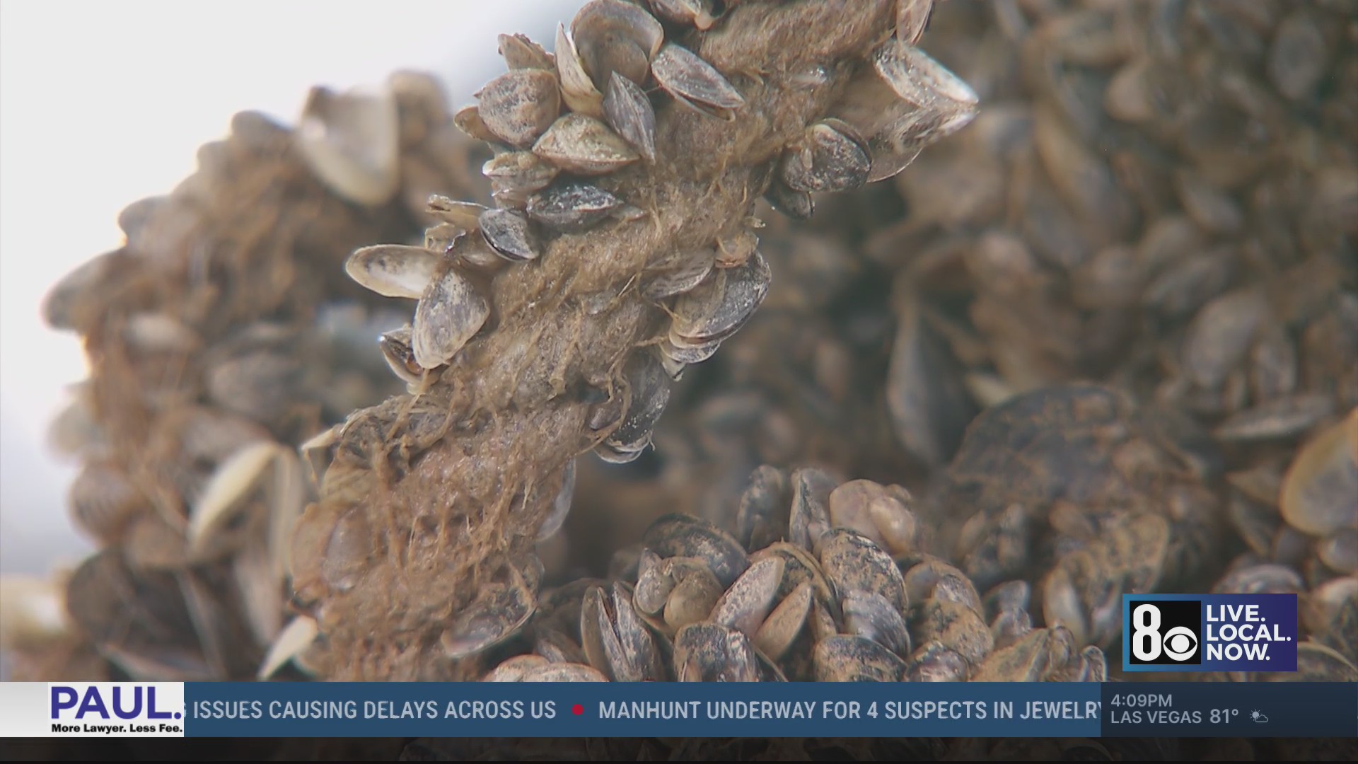 Zebra mussels found in Colorado River, lakes; golden mussels spreading ...