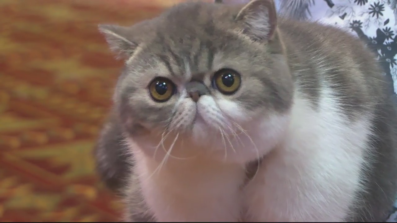 CFA Cat Show Returns to Springfield – KOLR – OzarksFirst.com