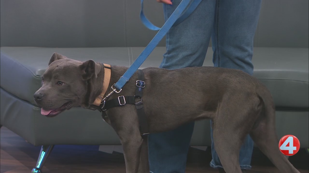 SPCA Monday: 1-year-old Dunk-A-Roo is ready for adoption – News 4 Buffalo