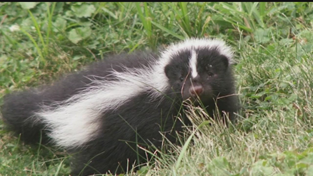 Are there more skunks this year? – WKBN.com