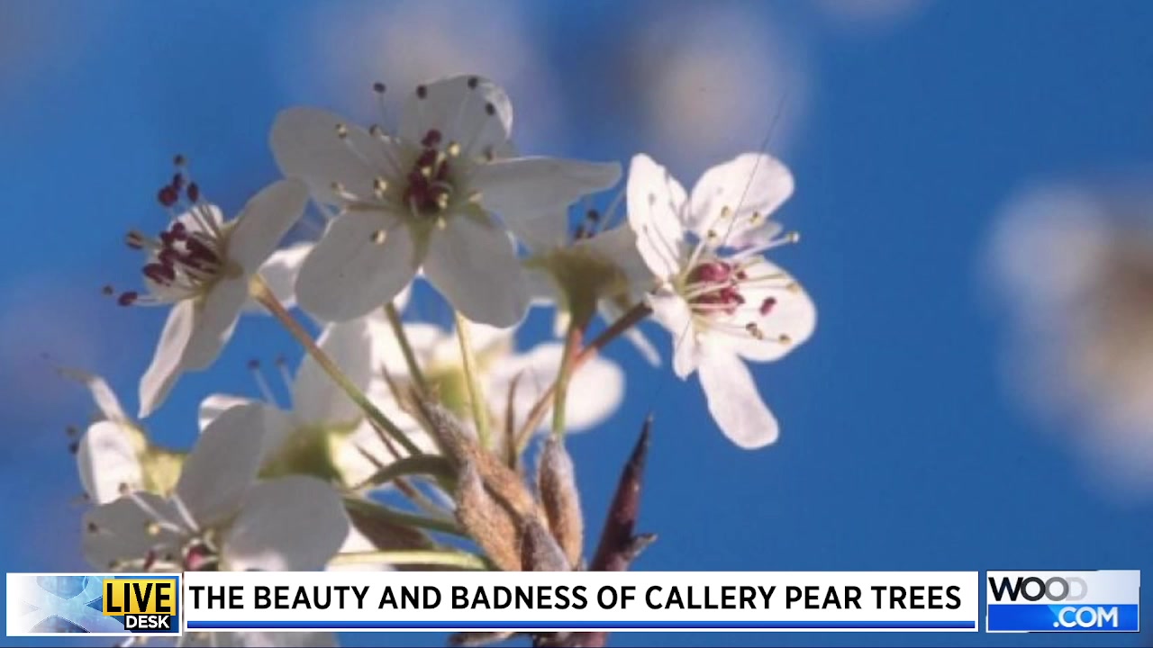 Why callery pear trees are now invasive to Michigan – WOODTV.com