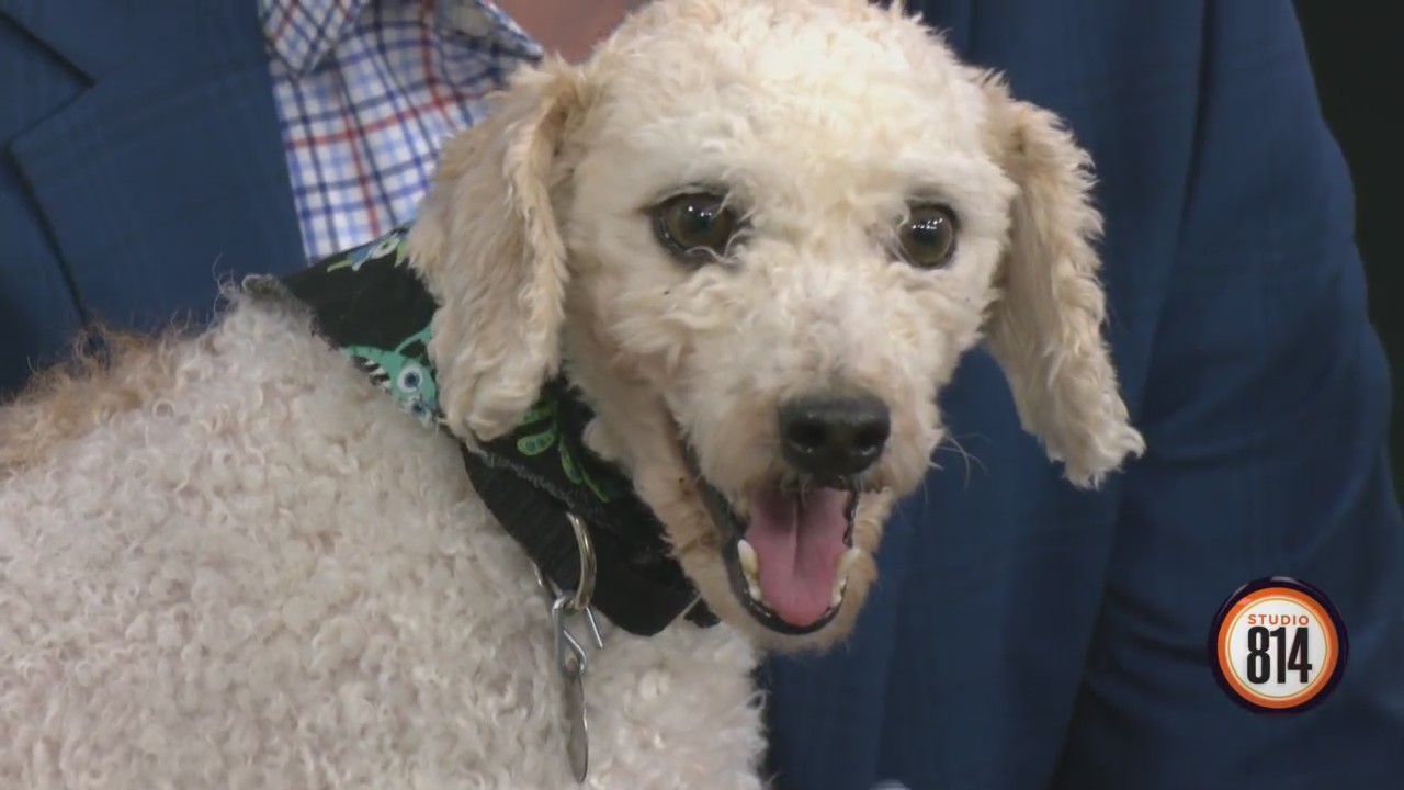 Adopt this poodle mix Cole or his buddy Chase from the Central PA ...