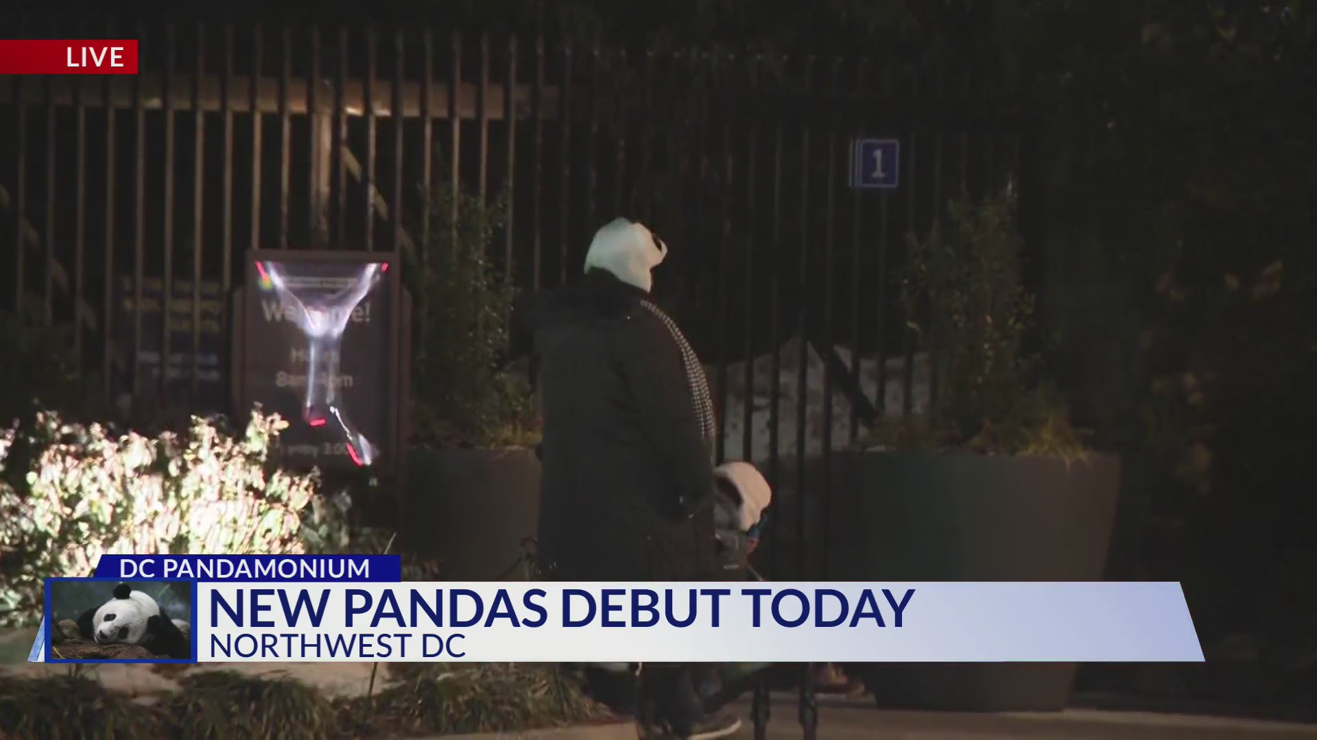 DC Panda-monium! New pandas to debut at National Zoo – DC News Now | DC ...
