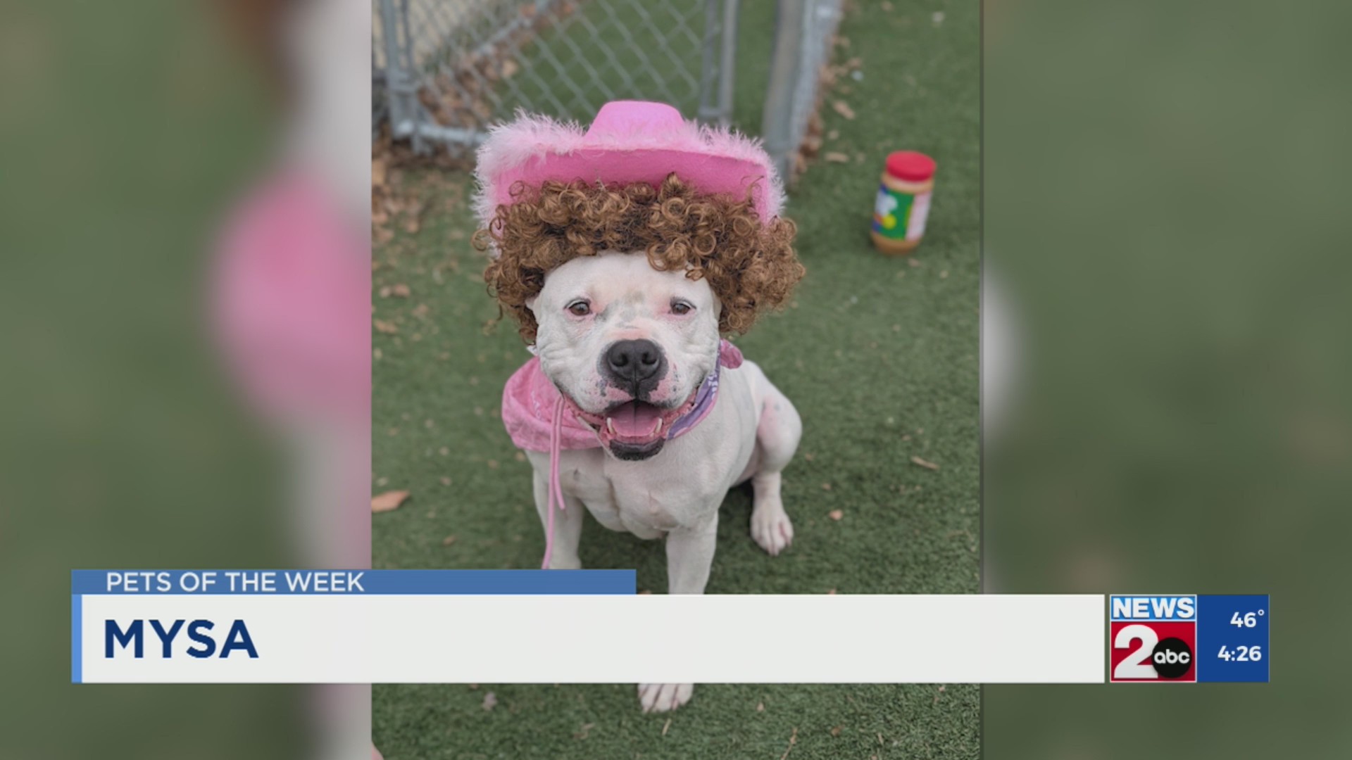 Pets of the Week for April 1, 2025 – WKRN News 2
