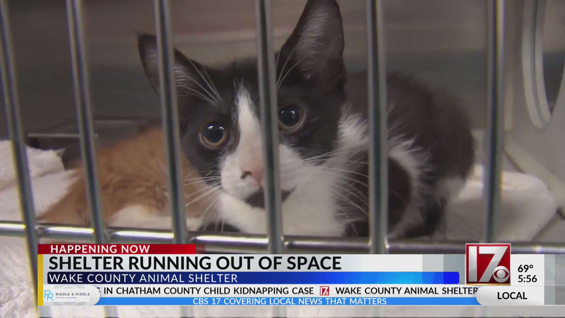 Wake County animal shelter is running out of space: Officials – CBS17.com