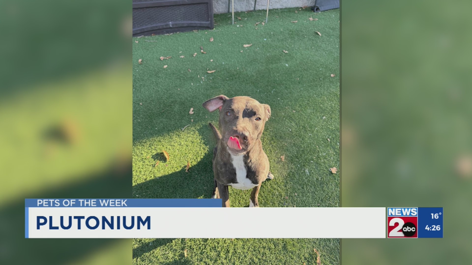 Pets of the Week for Jan. 21, 2025 – WKRN News 2